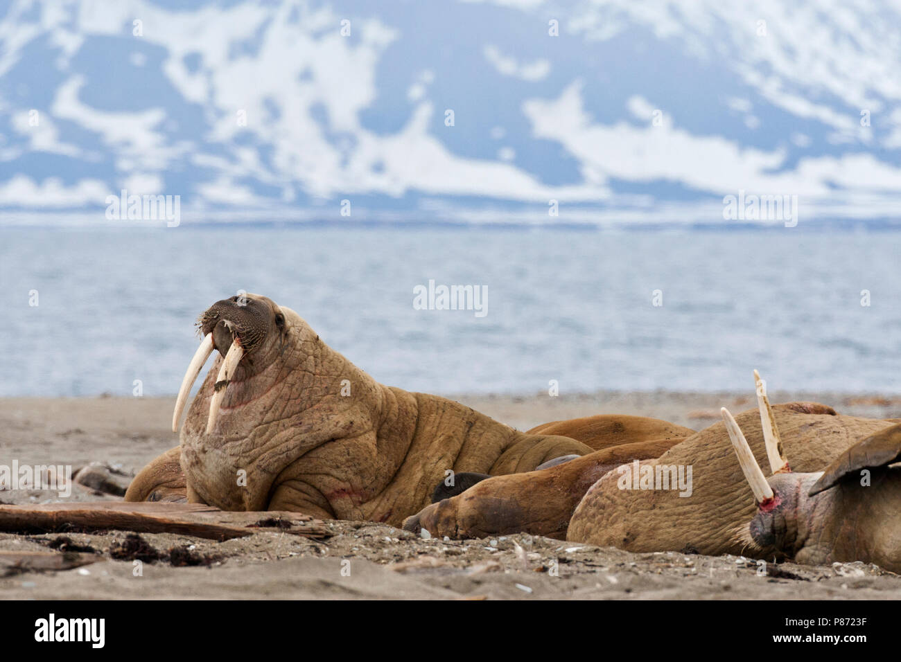 Walrus, Odobenus rosmarus Stock Photo - Alamy