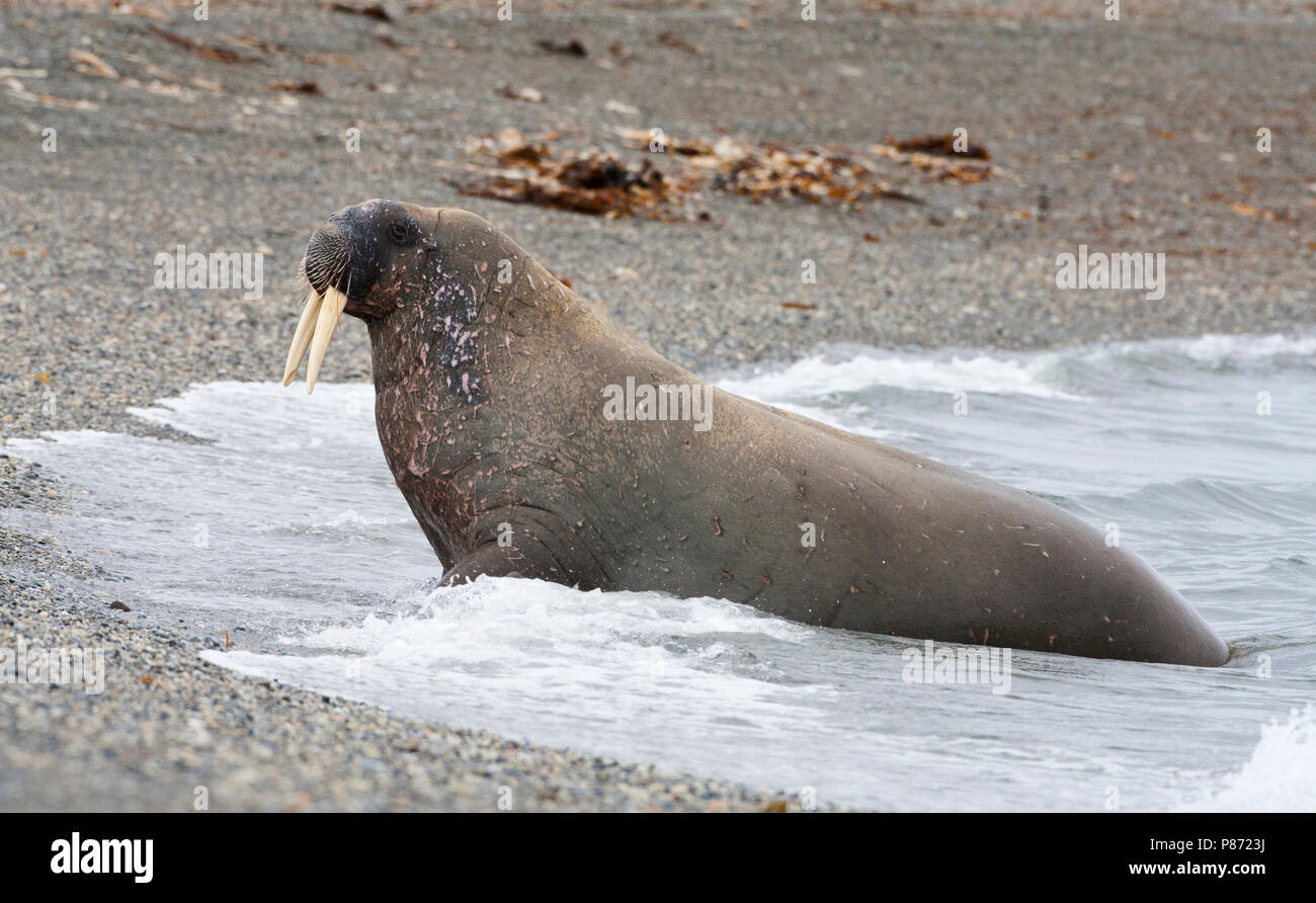 Walrus staand op het strand; Walrus standing on the beach Stock Photo ...