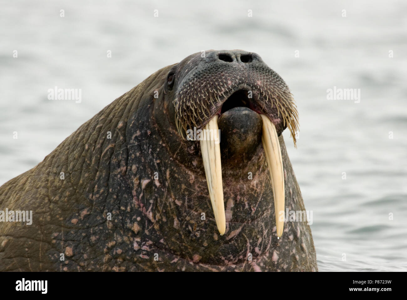 Walrus liggend op ijs; Walrus lying on ice Stock Photo - Alamy