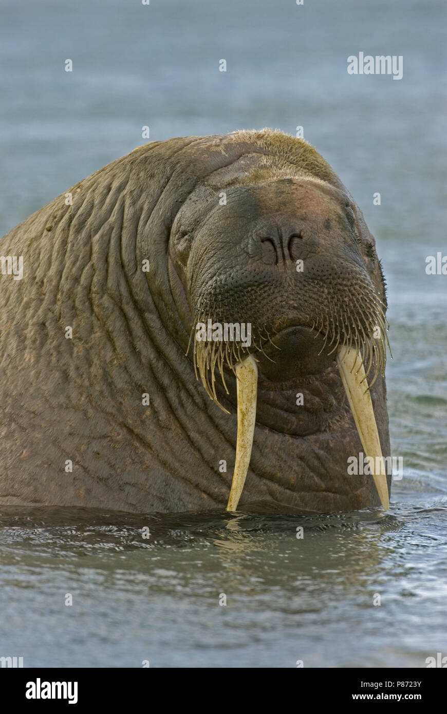 De walrus hi-res stock photography and images - Alamy
