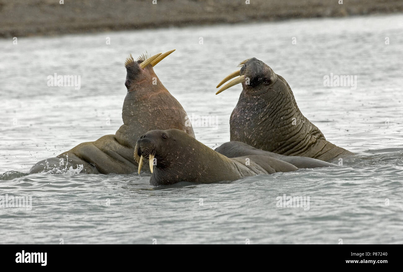 Odobenus rosmarus fighting hi-res stock photography and images - Alamy