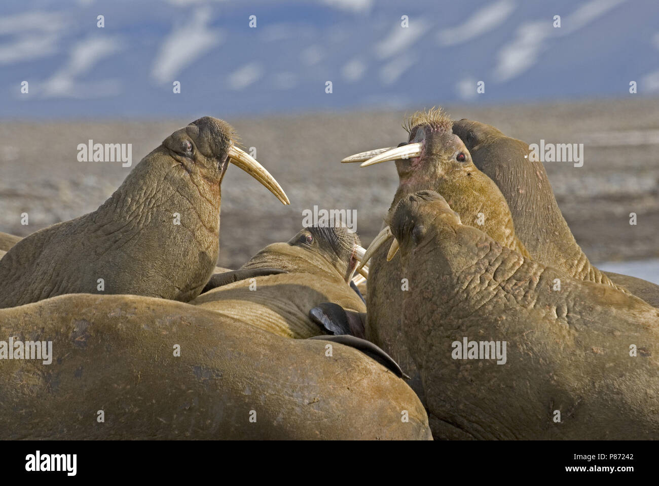 Odobenus rosmarus fighting hi-res stock photography and images - Alamy