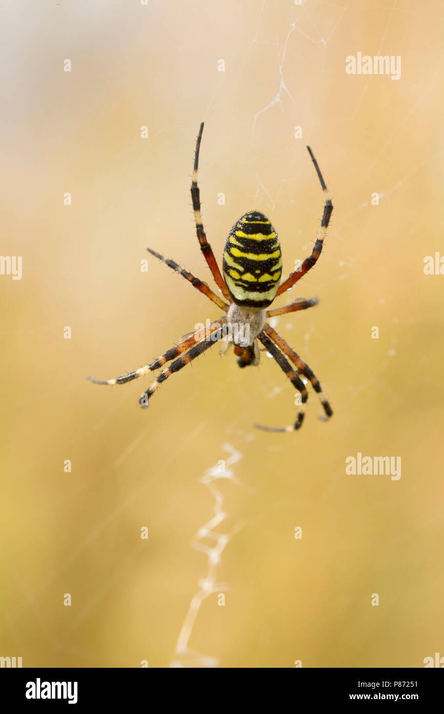 Wespspin op web, Wasp spider in web Stock Photo - Alamy