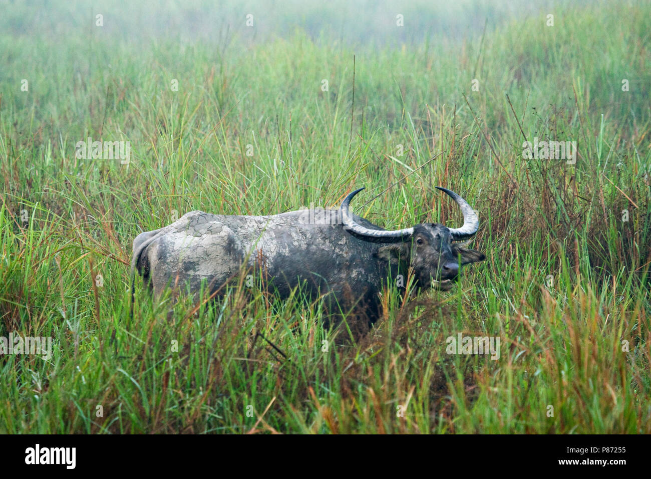 Waterbuffel in Kaziranga; Water Buffalo at Kaziranga Stock Photo - Alamy