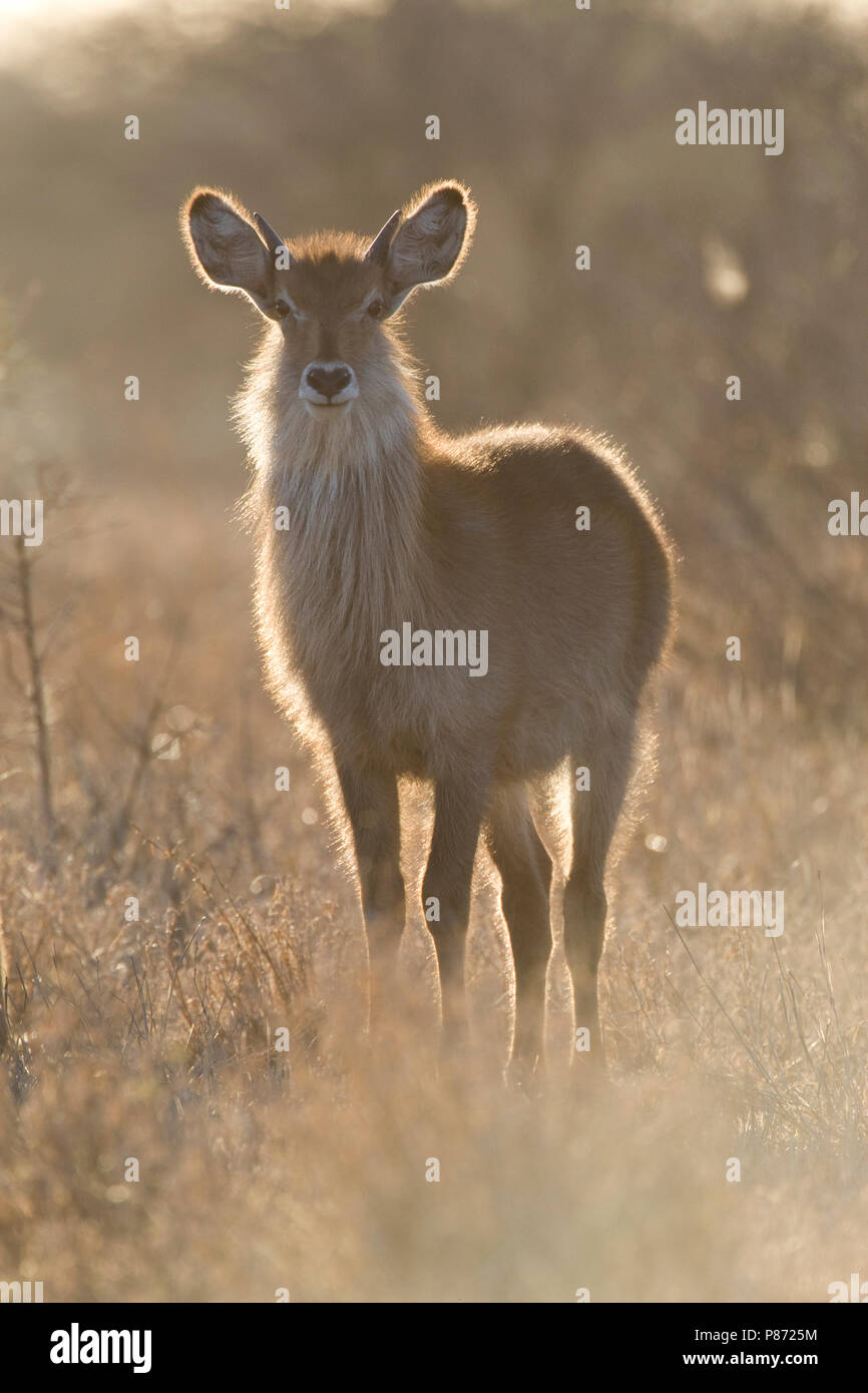 Waterbok hi-res stock photography and images - Alamy