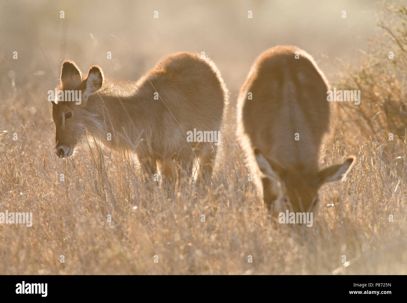 Waterbok in Kruger; Waterbuck at Kruger Stock Photo - Alamy