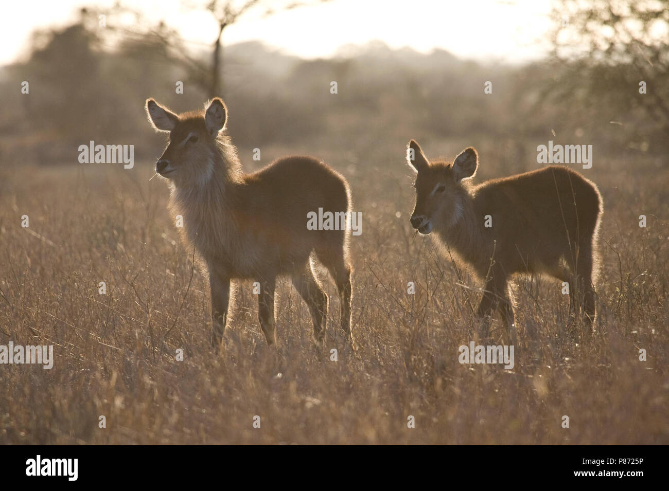 Waterbok in Kruger; Waterbuck at Kruger Stock Photo - Alamy