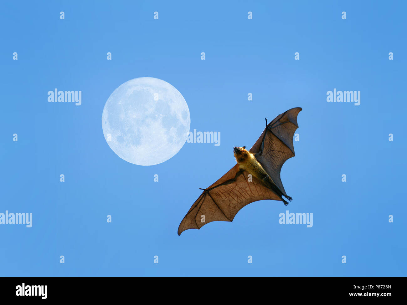 Flying fox on blue sky Stock Photo - Alamy