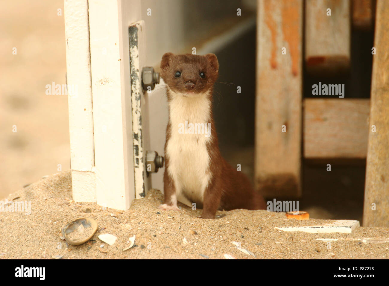 Wezel op het strand; Weasel on the beach Stock Photo - Alamy