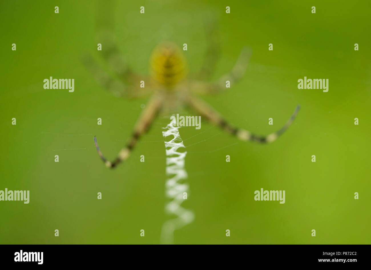 Wespspin op web, Wasp spider in web Stock Photo - Alamy