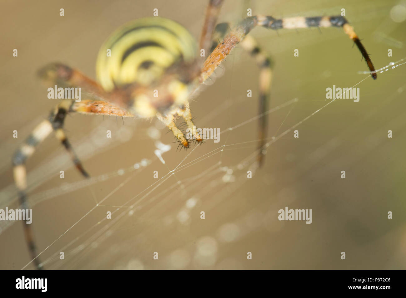 Wespspin op web, Wasp spider in web Stock Photo - Alamy