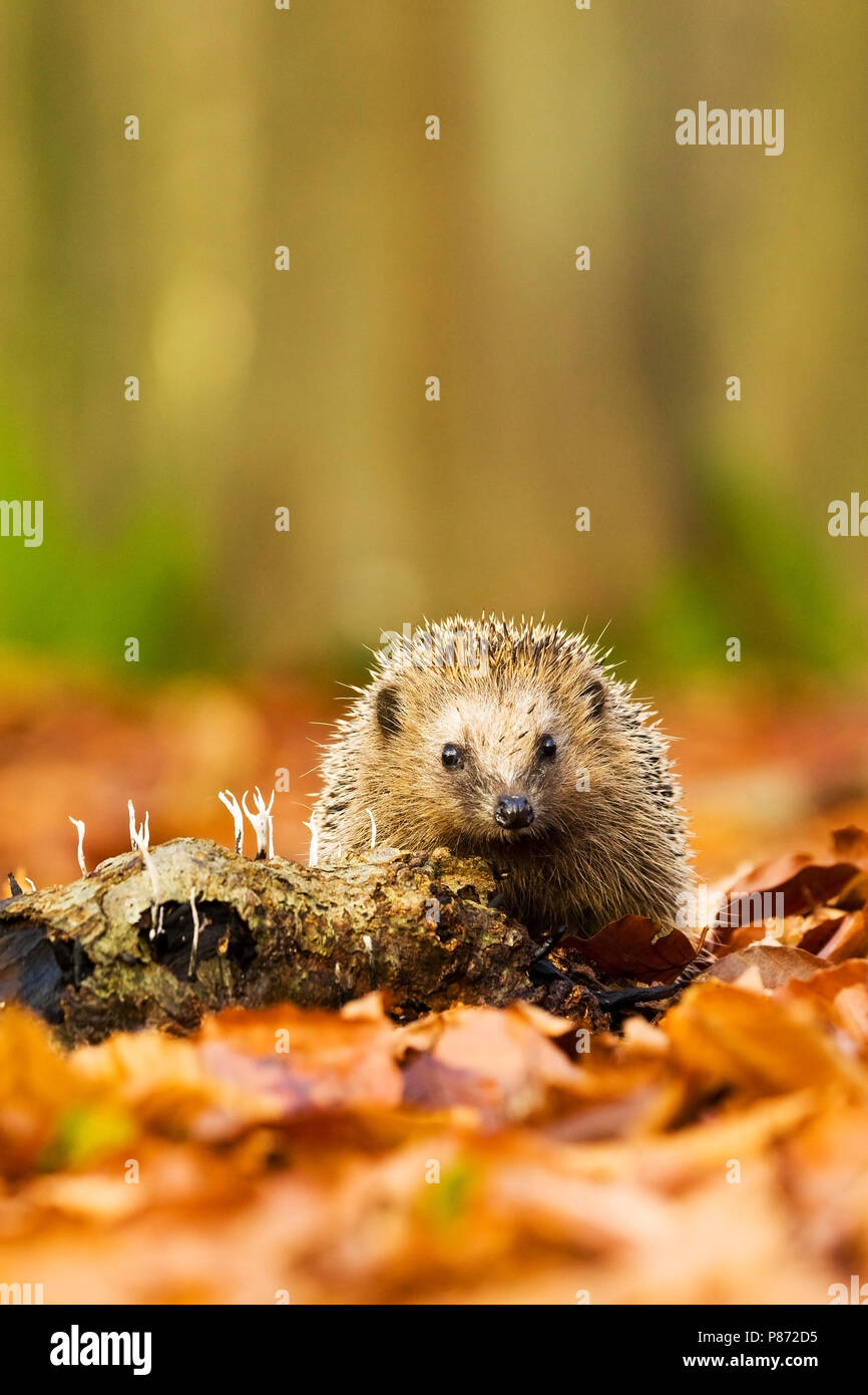 West Europese egel in het bos; West European Hedgehog in the forest ...
