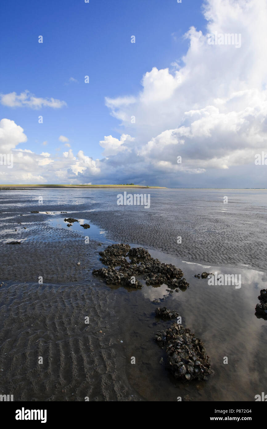 Laag water in de Westerschelde Nederland, Low tide at the Westerschelde ...
