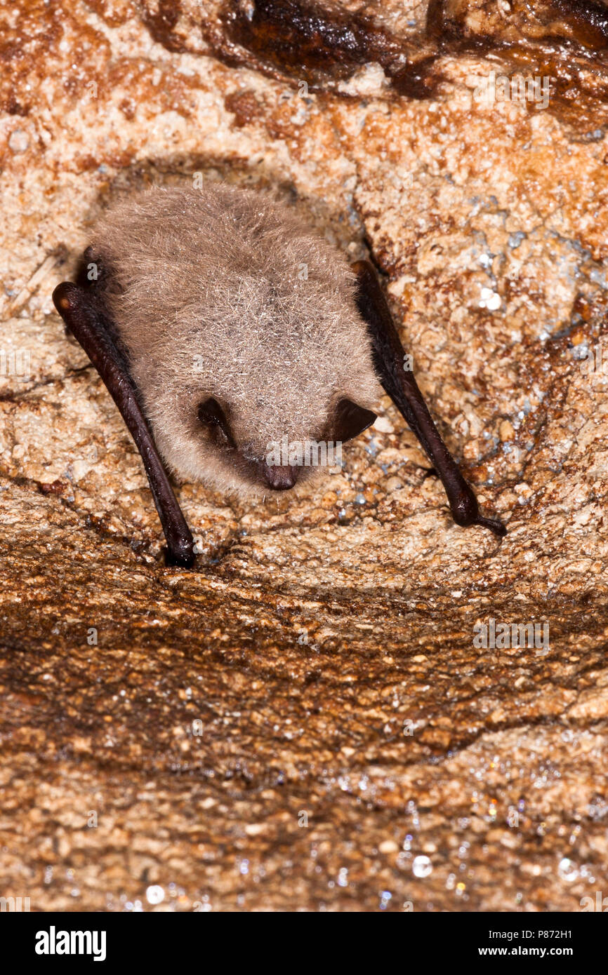 Myotis mystacinus hi-res stock photography and images - Alamy