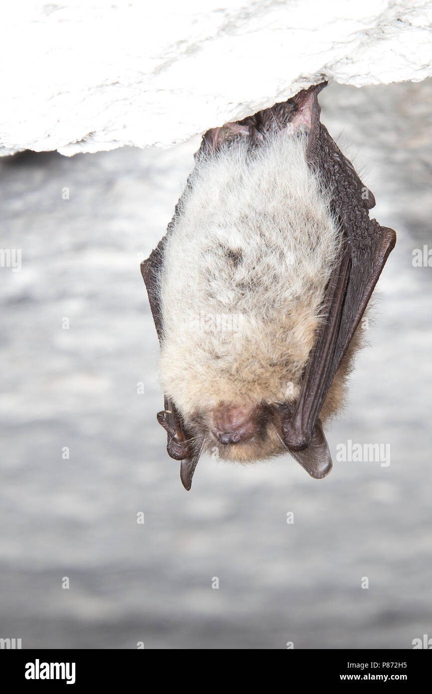 Baardvleermuis in winterslaap, Whiskered Bat in hibernation Stock Photo ...