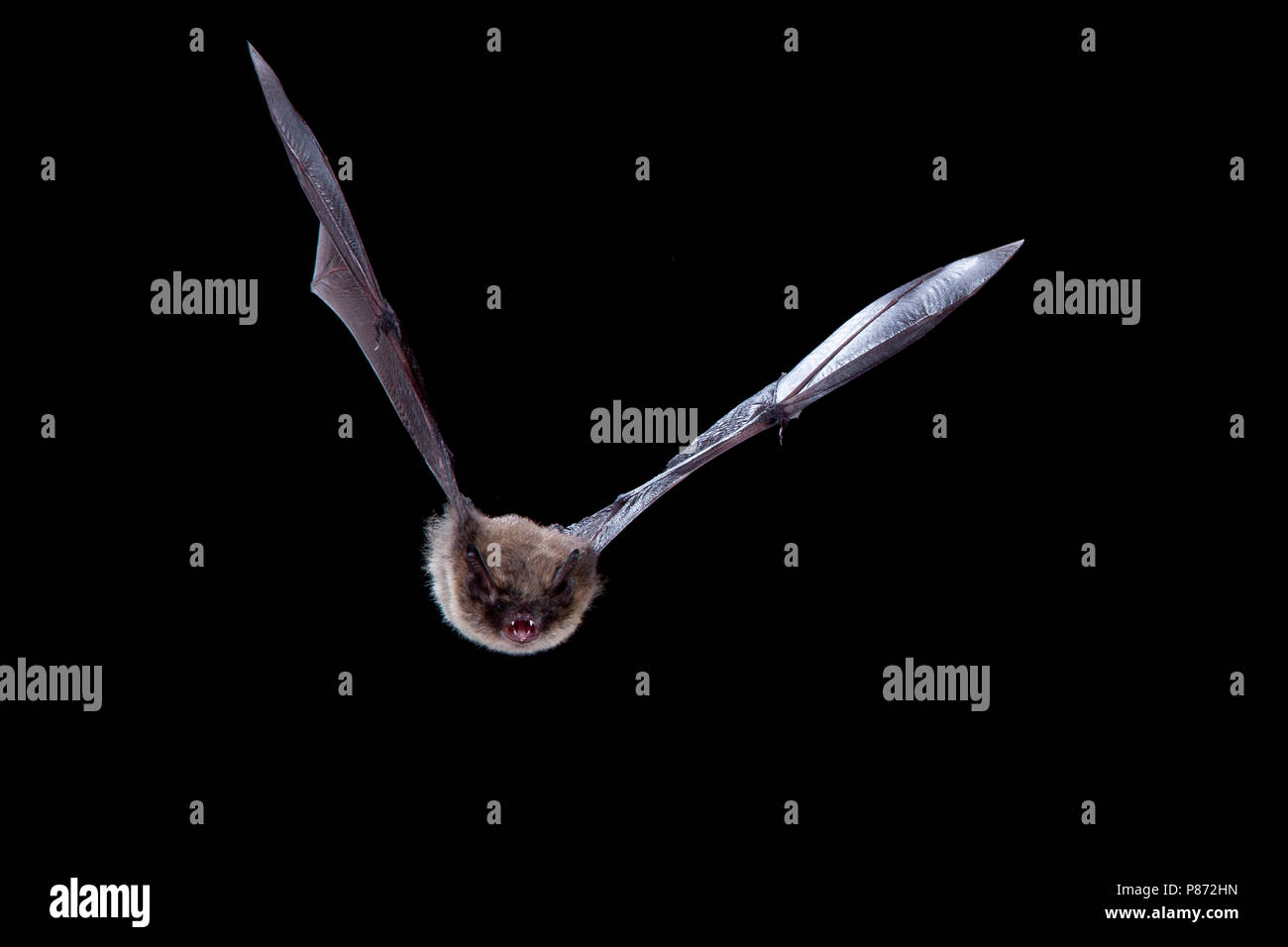 Baardvleermuis vliegend, Whiskered bat flying Stock Photo - Alamy