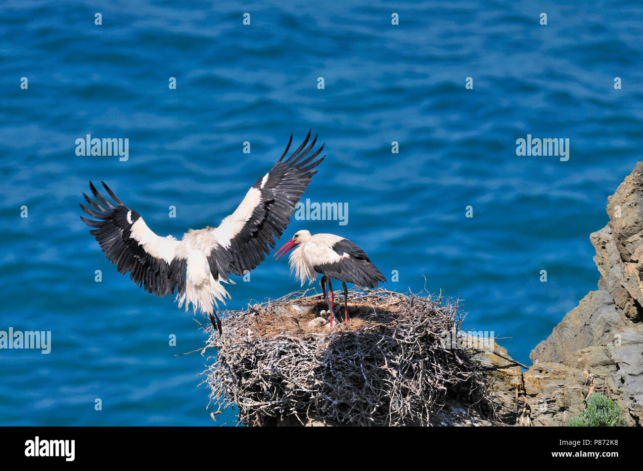 White stork nesting portugal hi-res stock photography and images - Alamy