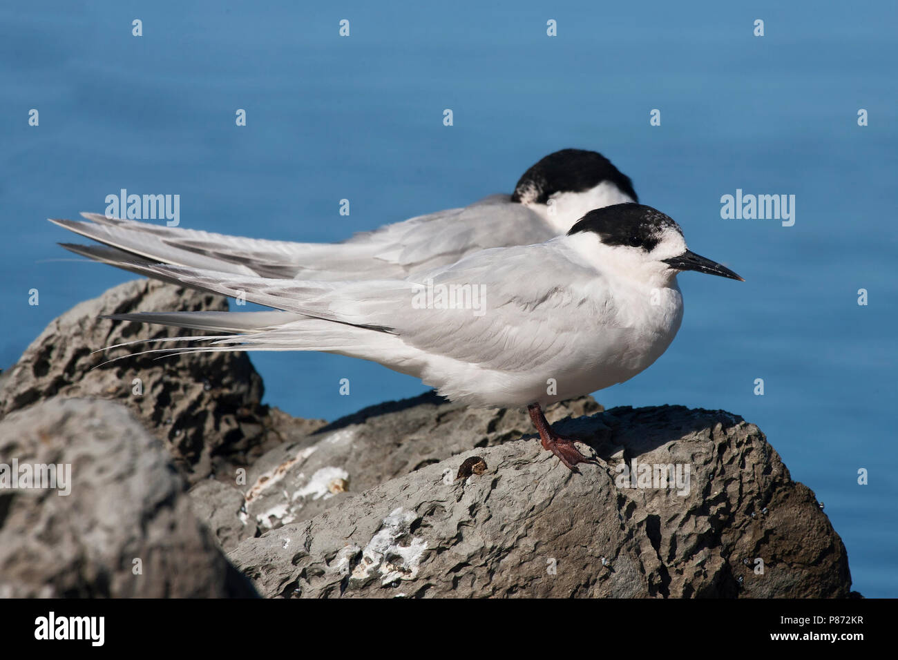 White fronted tern hi-res stock photography and images - Alamy