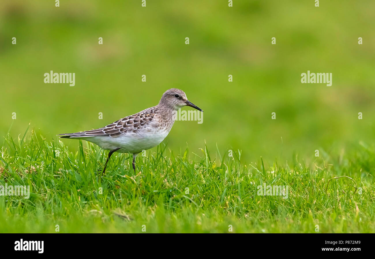 First winter White-rumped Sandpiper walking around Caldeira's lake ...