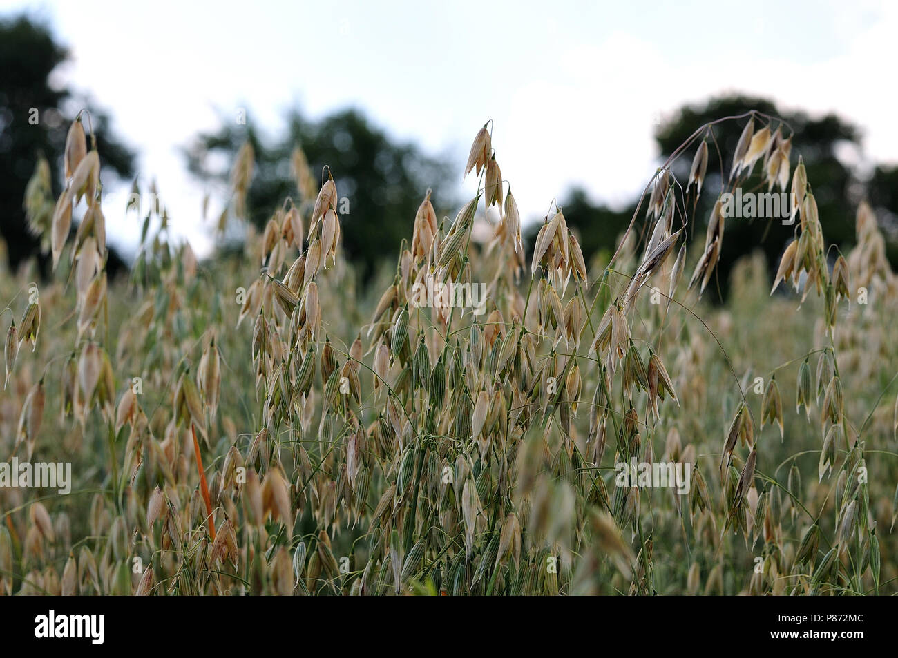 Fodder Oat High Resolution Stock Photography and Images - Alamy