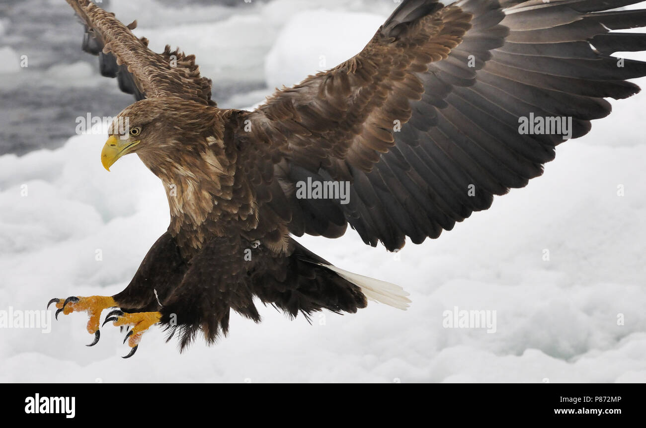 White-tailed Eagle landing Stock Photo - Alamy