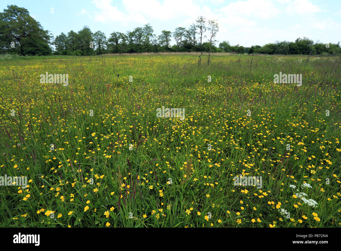 Drentse landschap hi-res stock photography and images - Alamy