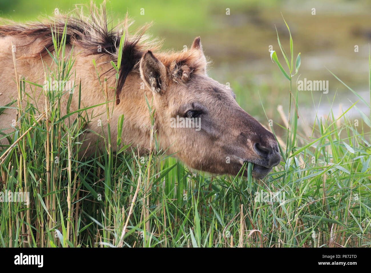 Konik Horses in the Oostvaardersplassen, Netherlands Stock Photo - Alamy