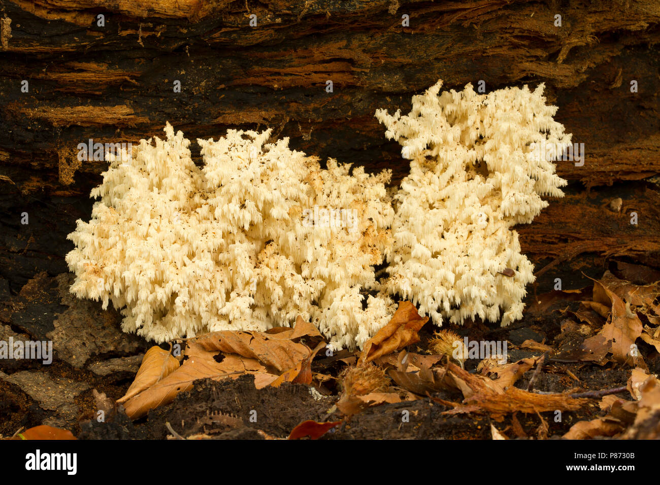 Close up comb tooth hi-res stock photography and images - Alamy
