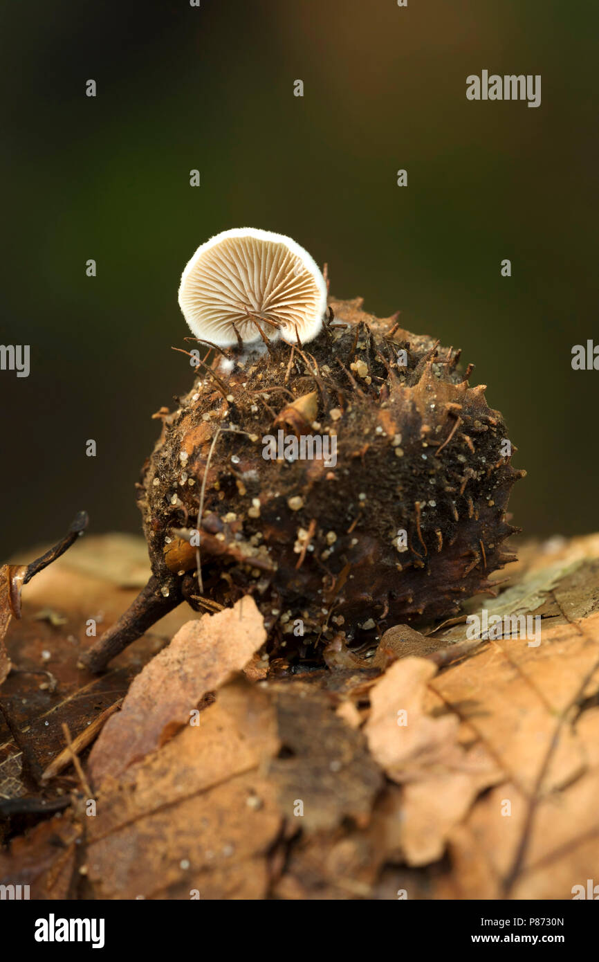 Vochtig loofbos hi-res stock photography and images - Alamy