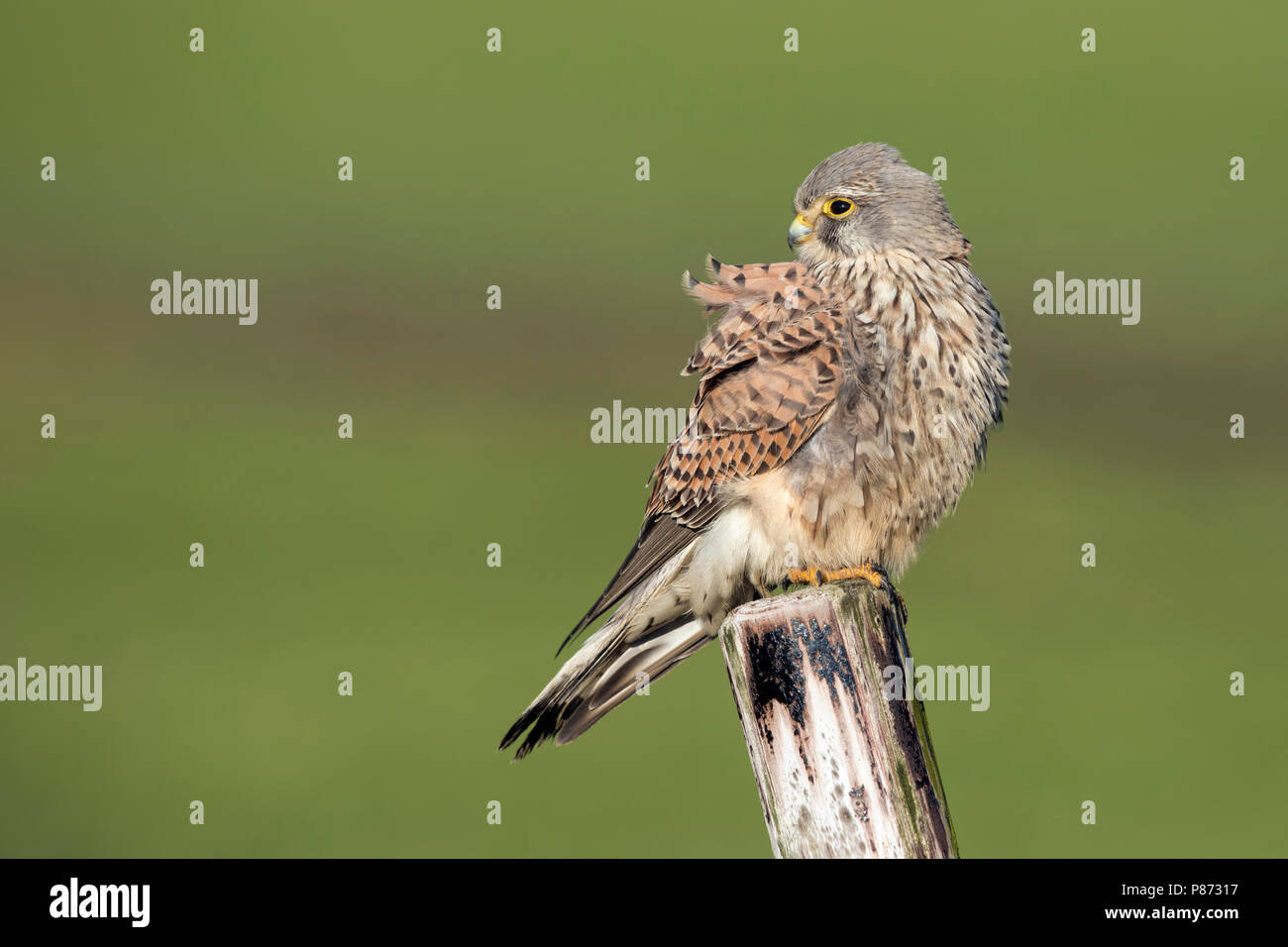 Torenvalk; Common Kestrel Stock Photo - Alamy