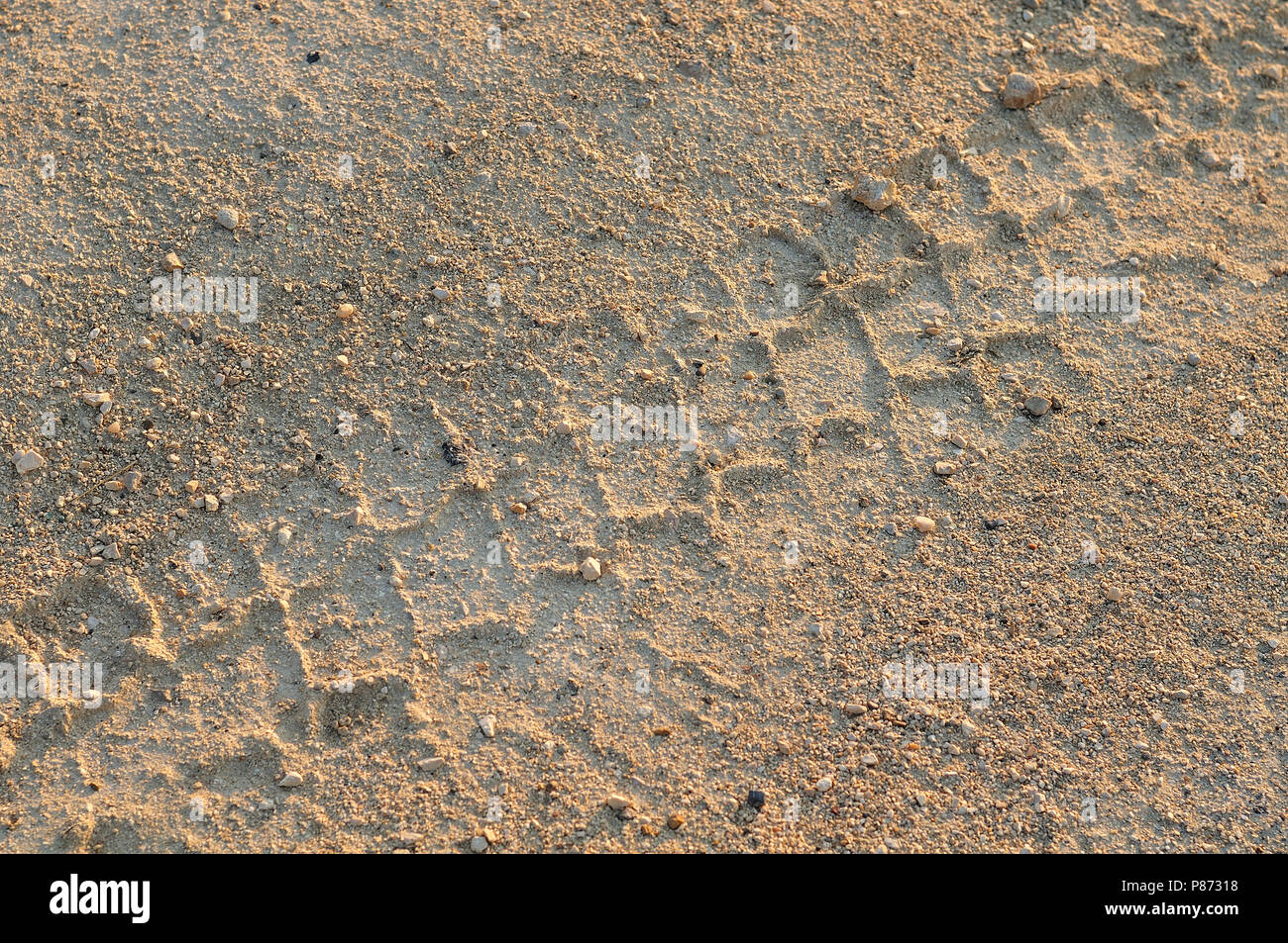 sand road in desert in evening sunlight with skid marks Stock Photo - Alamy
