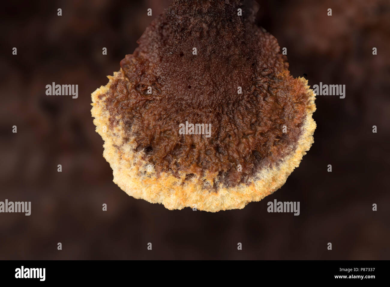 Dennevoetzwam hi-res stock photography and images - Alamy