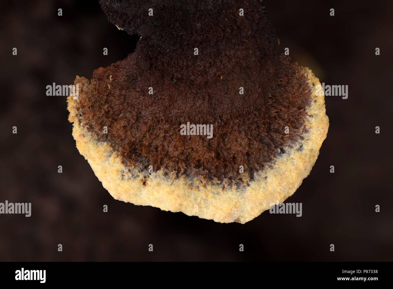 Dennevoetzwam; Dye Polypore Stock Photo - Alamy