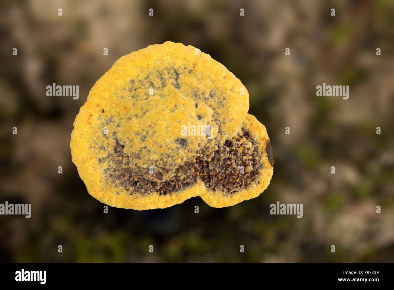 Dennevoetzwam; Dye Polypore Stock Photo - Alamy