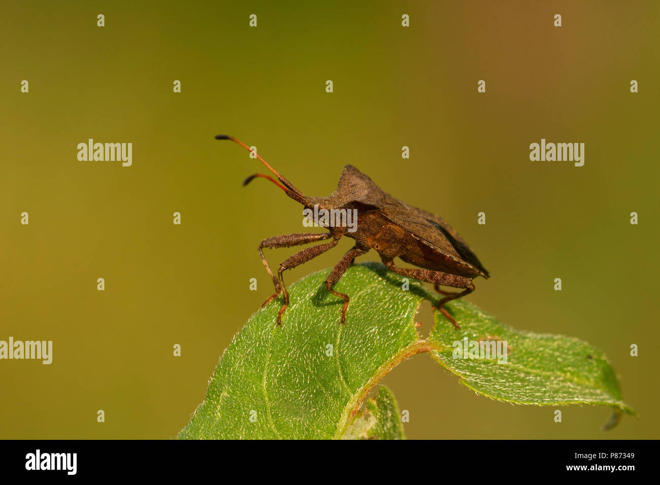 Groene stinkwants, Green Shield Bug, Palomena prasina Stock Photo - Alamy