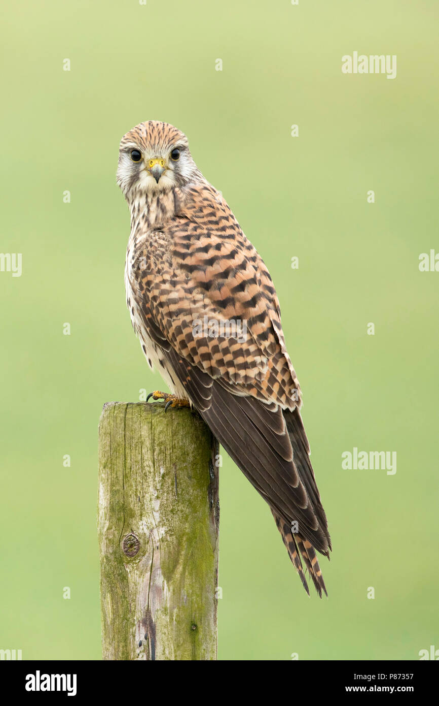Torenvalk; Common Kestrel Stock Photo - Alamy