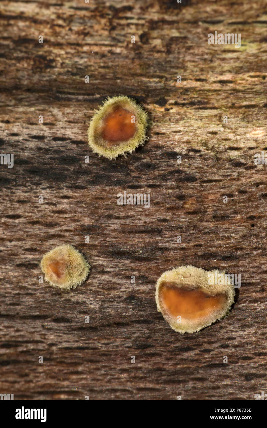Larixviltkelkje; Lachnellula occidentalis Stock Photo - Alamy