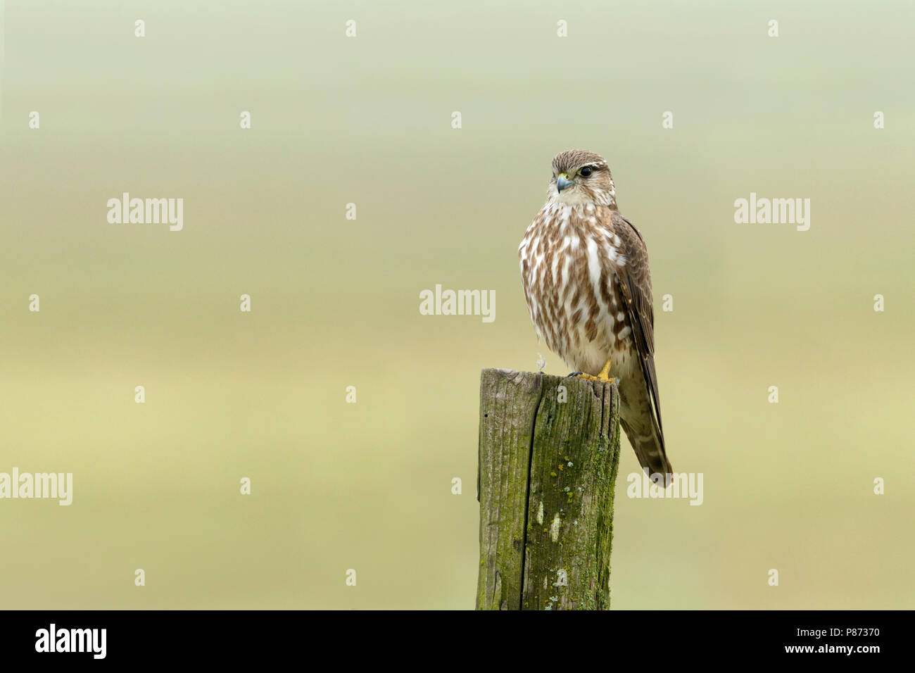 Sitting merlin hi-res stock photography and images - Alamy