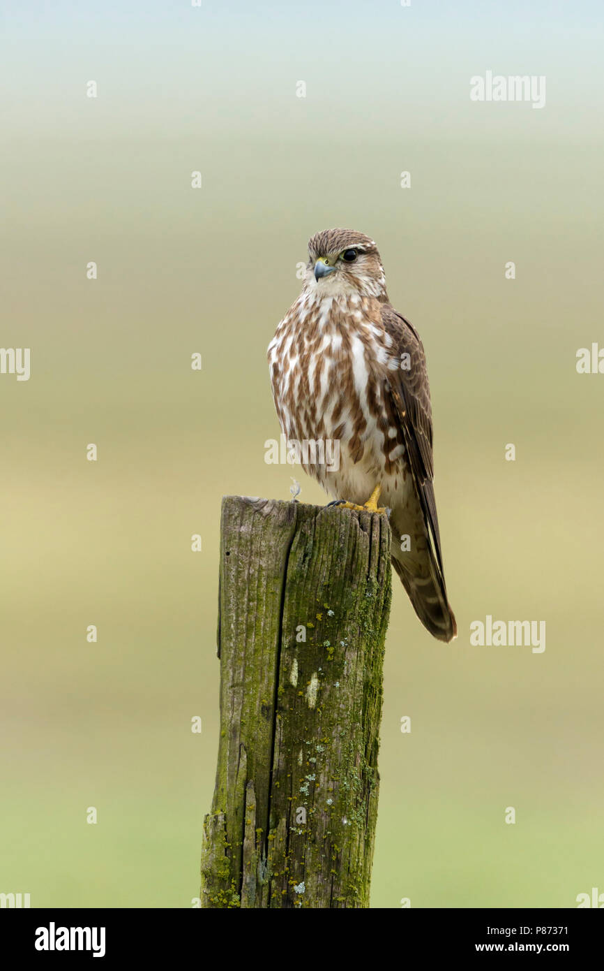 Smelleken zittend op paal, Merlin sitting on branch Stock Photo - Alamy
