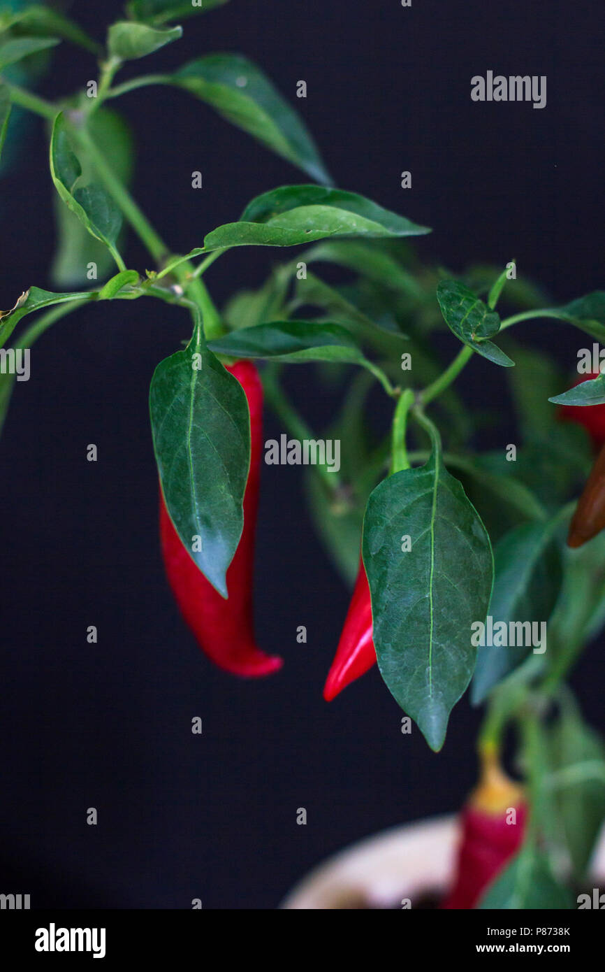 Young Chilli Pepper Tree Stock Photos & Young Chilli Pepper Tree Stock ...