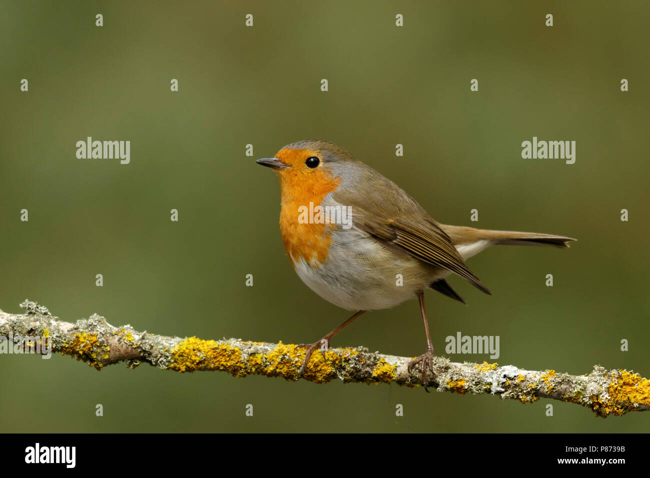 Posing adult robin hi-res stock photography and images - Alamy