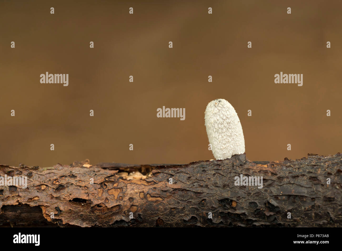 Dood hout hi-res stock photography and images - Alamy