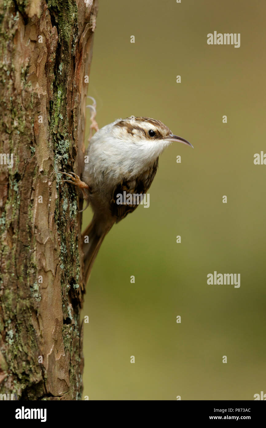 Lange snavel hi-res stock photography and images - Alamy