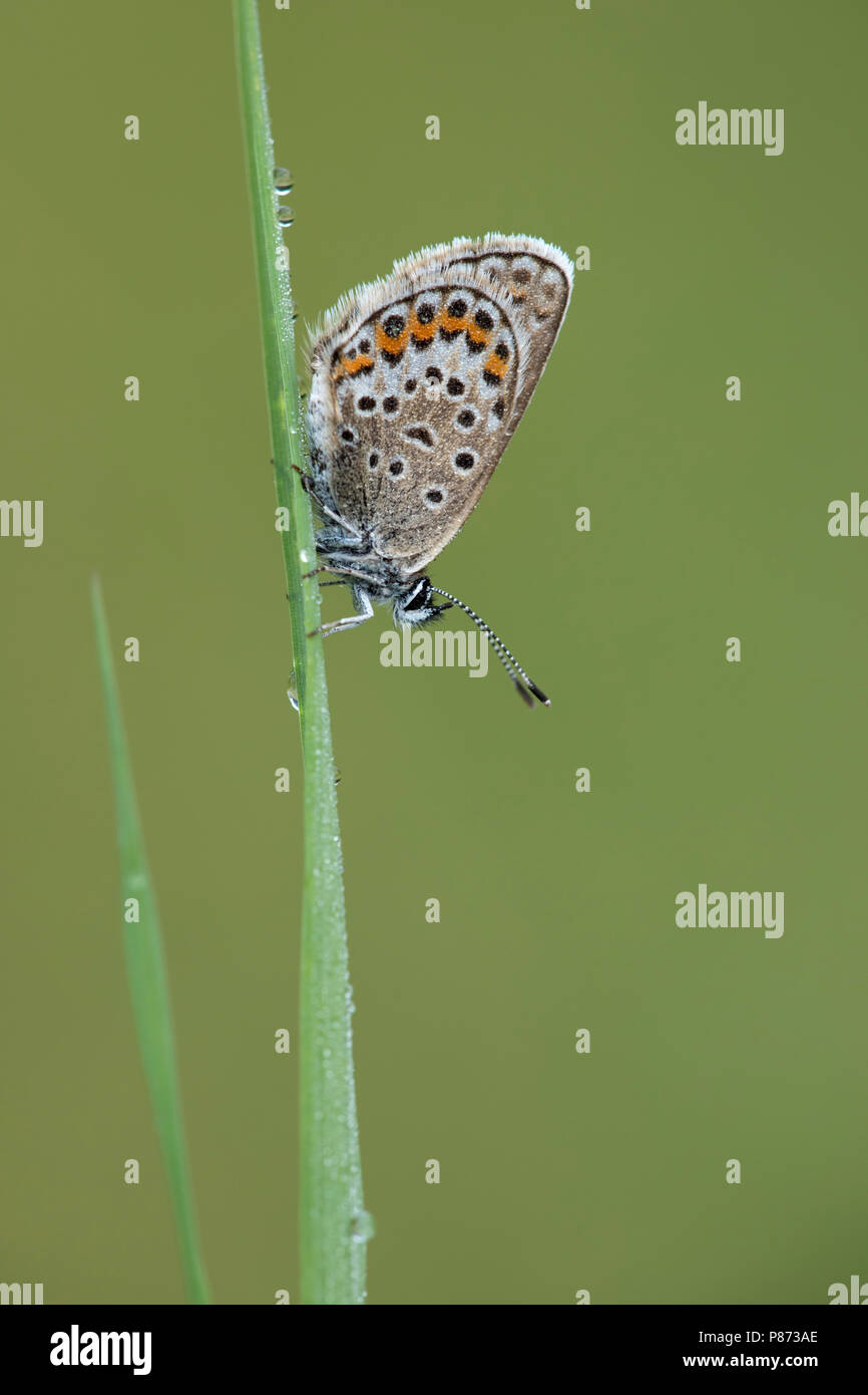 Heideblauwtje zittend op gras; Silver-studded Blue sittin gon reed ...