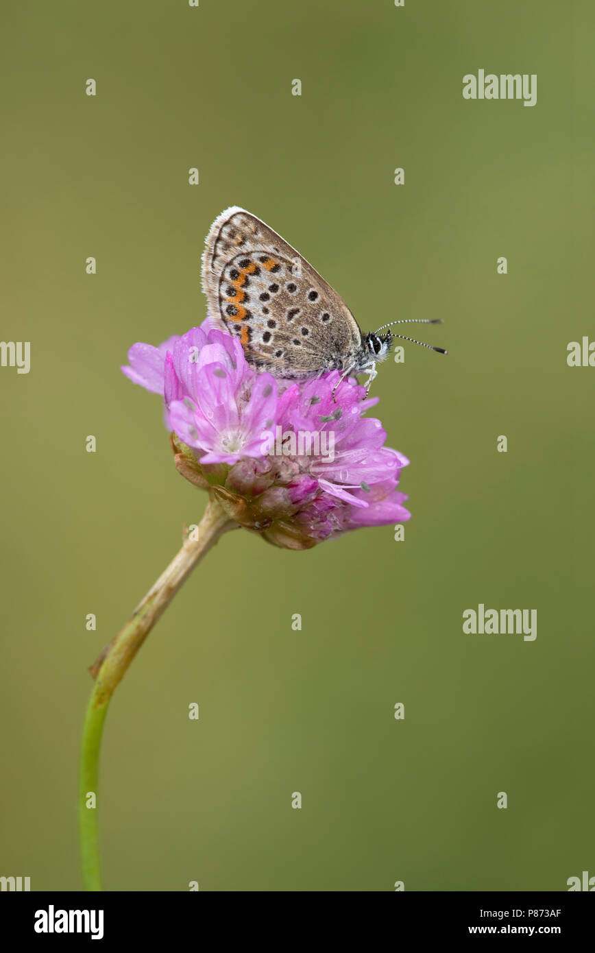 Heideblauwtje zit op roze bloem; Silver-studded Blue sitting on pink ...