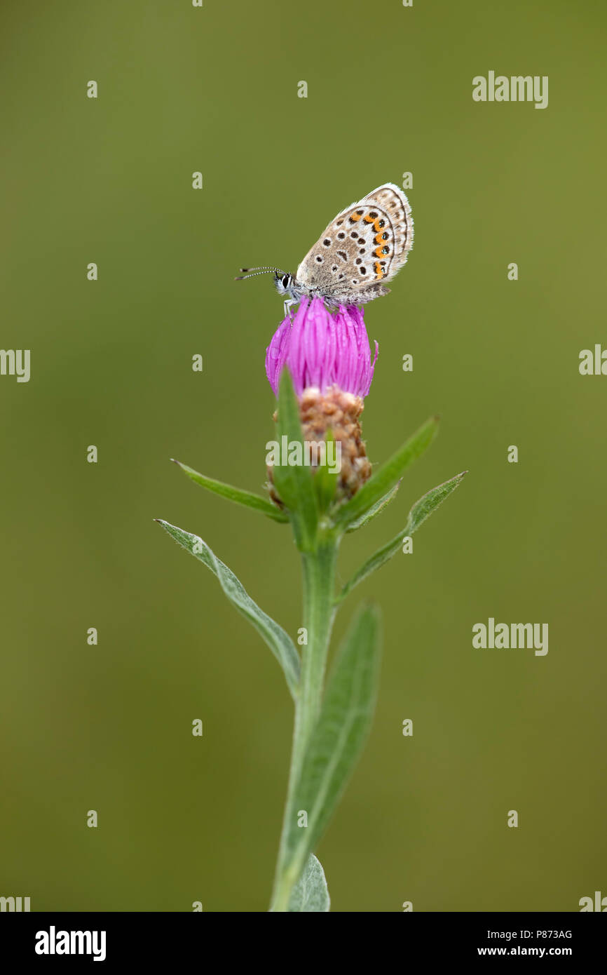Heideblauwtje zittend op paarse bloem; Silver-studded Blue sitting on ...