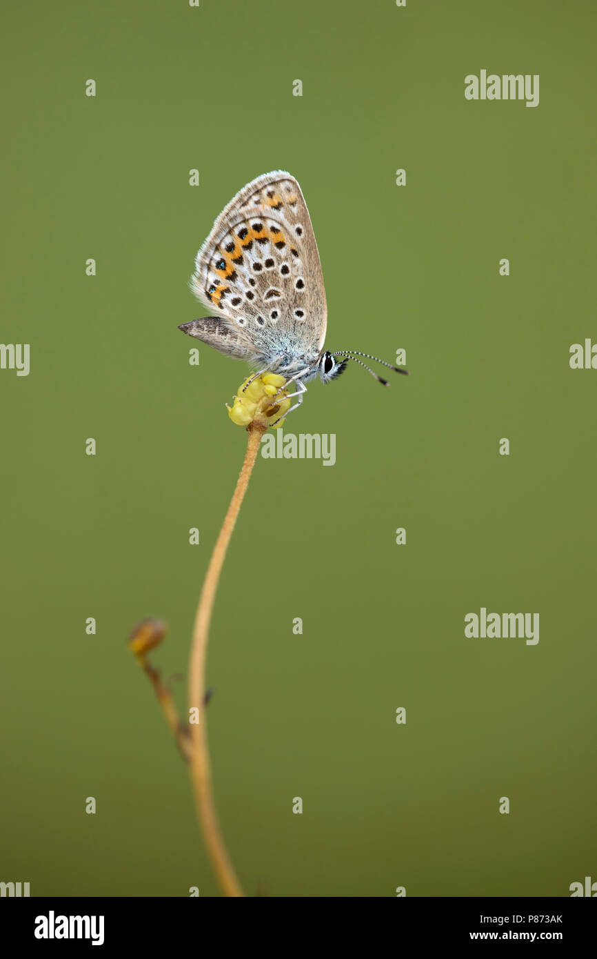 Heideblauwtje; Silver-studded Blue Stock Photo - Alamy