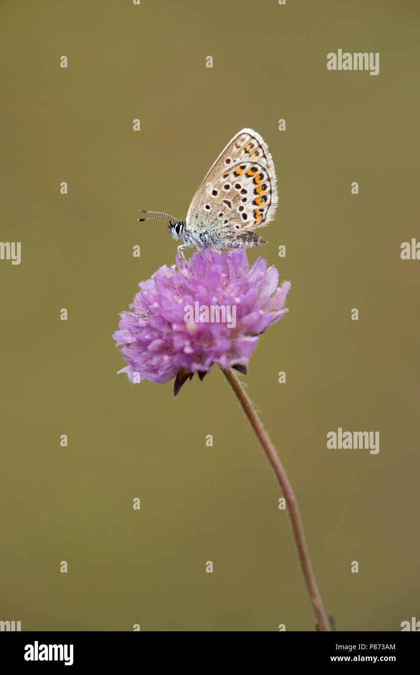 Heideblauwtje zittend op roze bloem; Silver-studded Blue sitting on ...