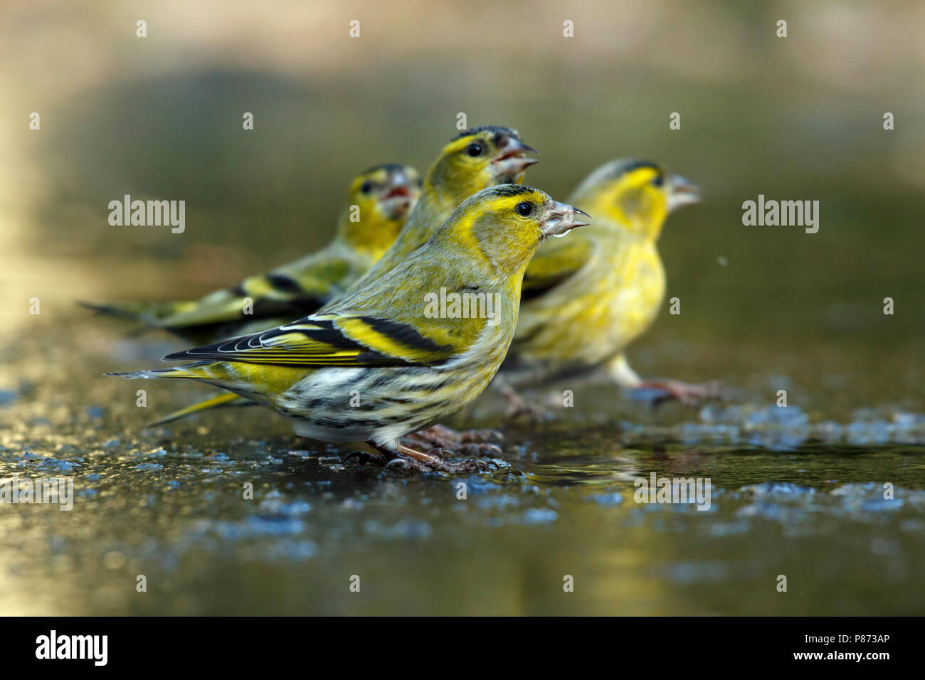Siskins flock hi-res stock photography and images - Alamy