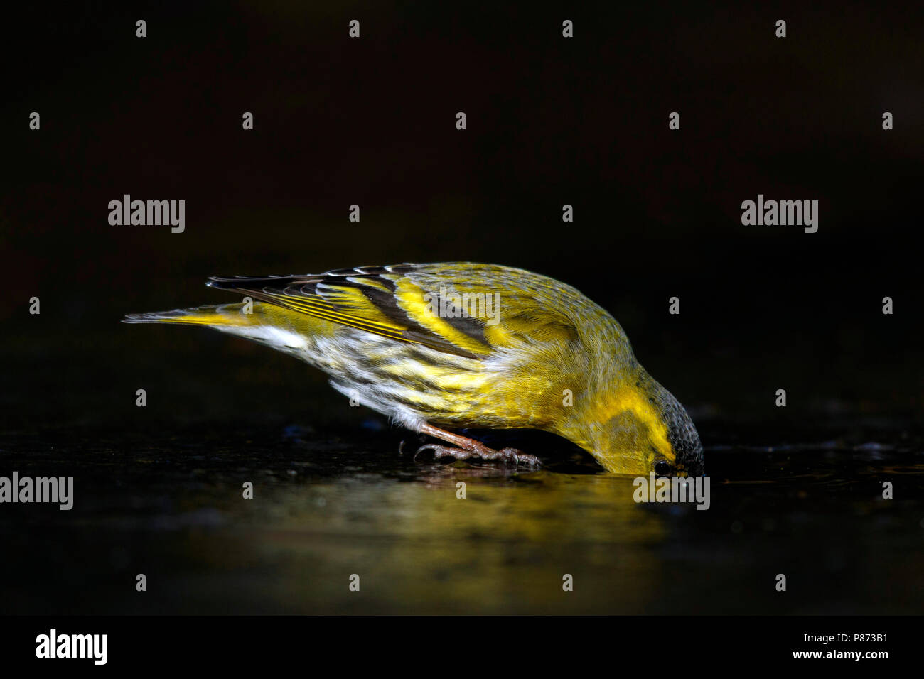 sijs drinkend op het ijs; Siskin drinking on ice Stock Photo - Alamy